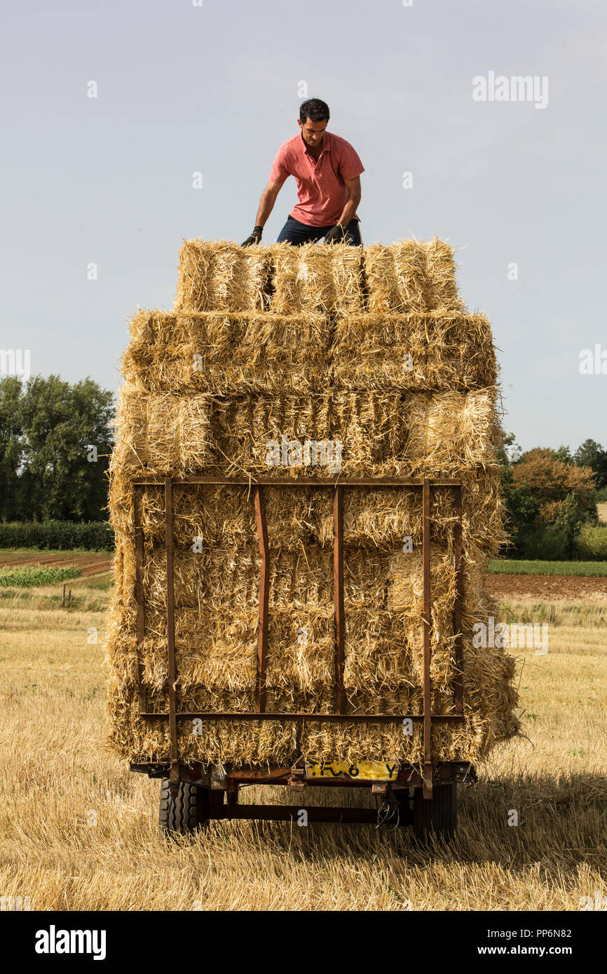 Farmer baling straw, standing on trailer on top of stack of straw bales ...