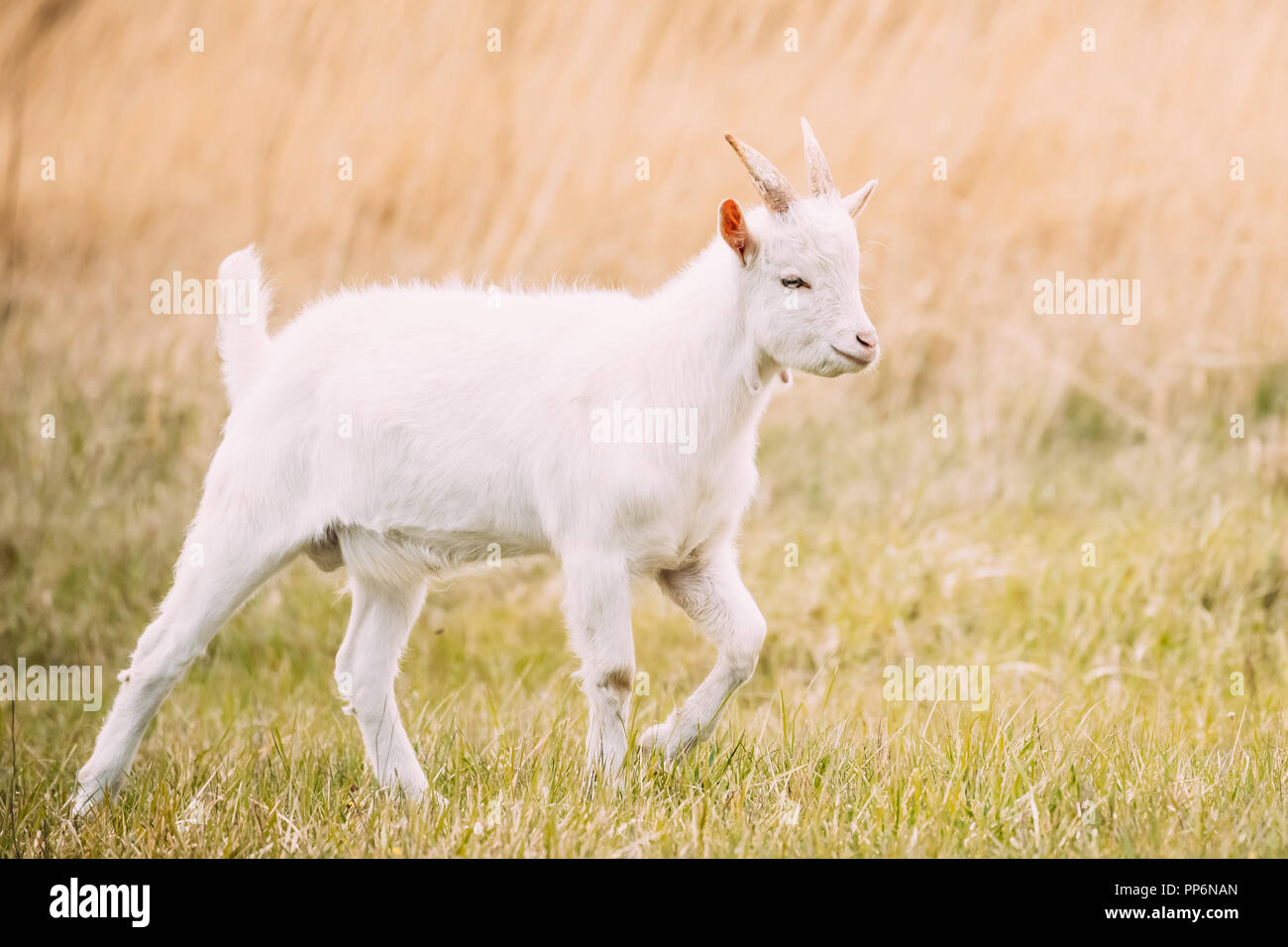 Kid goat hi-res stock photography and images - Alamy