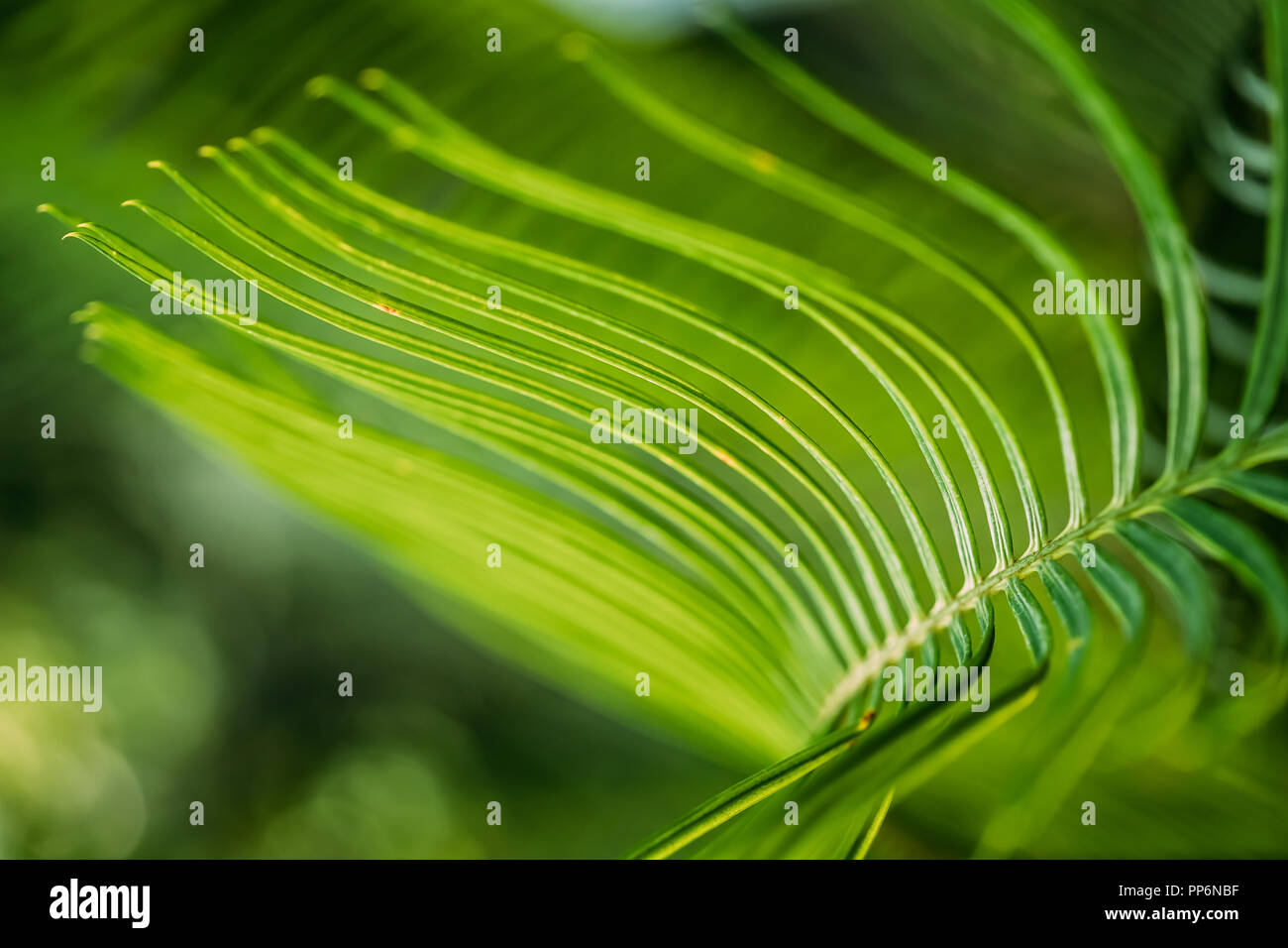 Green Leaves Of Cycas Revoluta In Botanical Garden Stock Photo - Alamy
