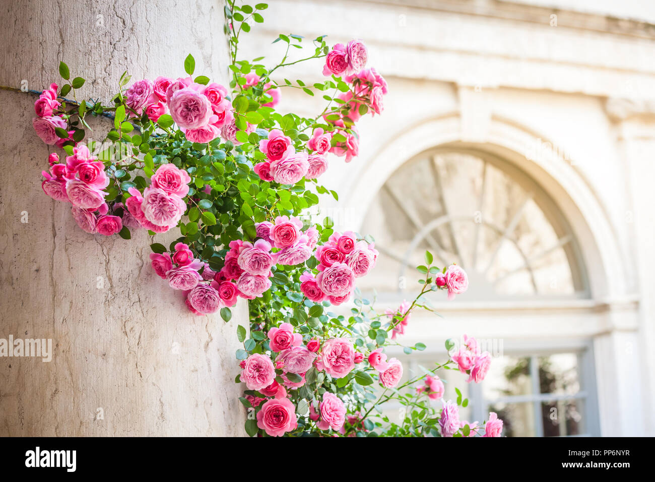 Roses climbing on column in italian patio, romantic vintage toned with ...