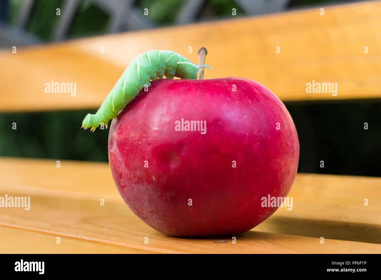 Big green hawk-moth caterpillar on red apple - Mimas tiliae Stock Photo ...