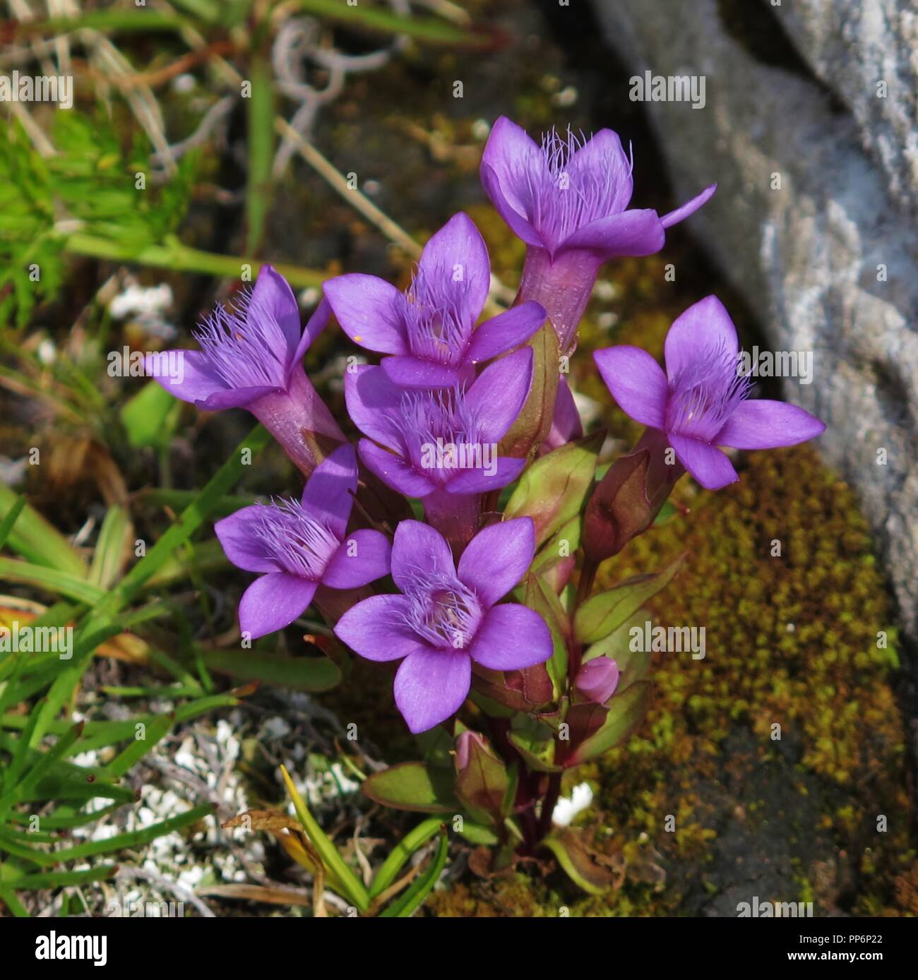 Gentians growing in the Swiss Alps Stock Photo - Alamy