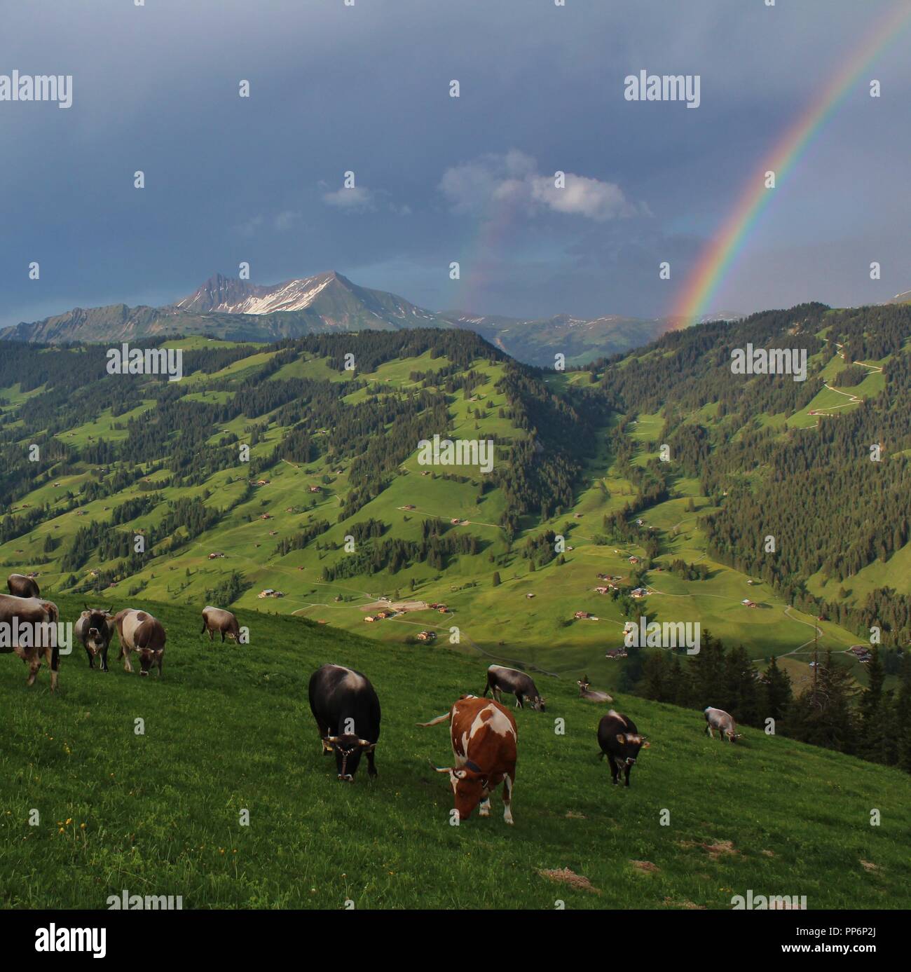 Grazing cows and mountains Gifer and Lauenenhorn. Gsteig bei Gstaad ...