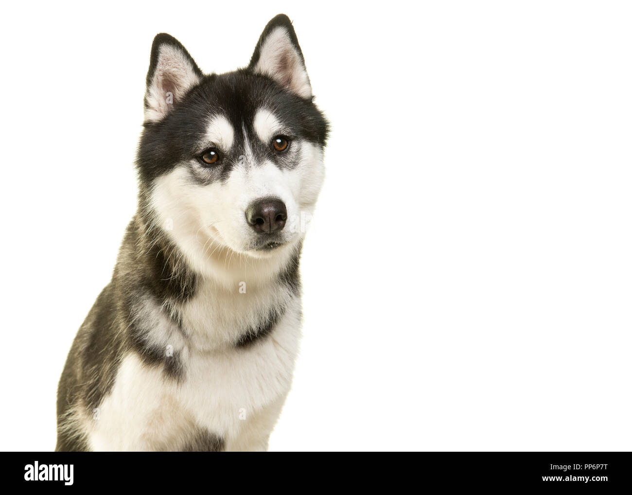Portrait of a pretty husky dog isolated on a white background Stock ...