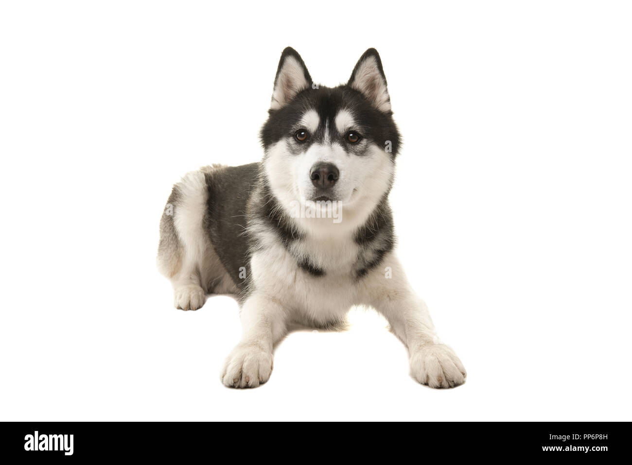 Husky dog lying down seen from the front isolated on a white background ...