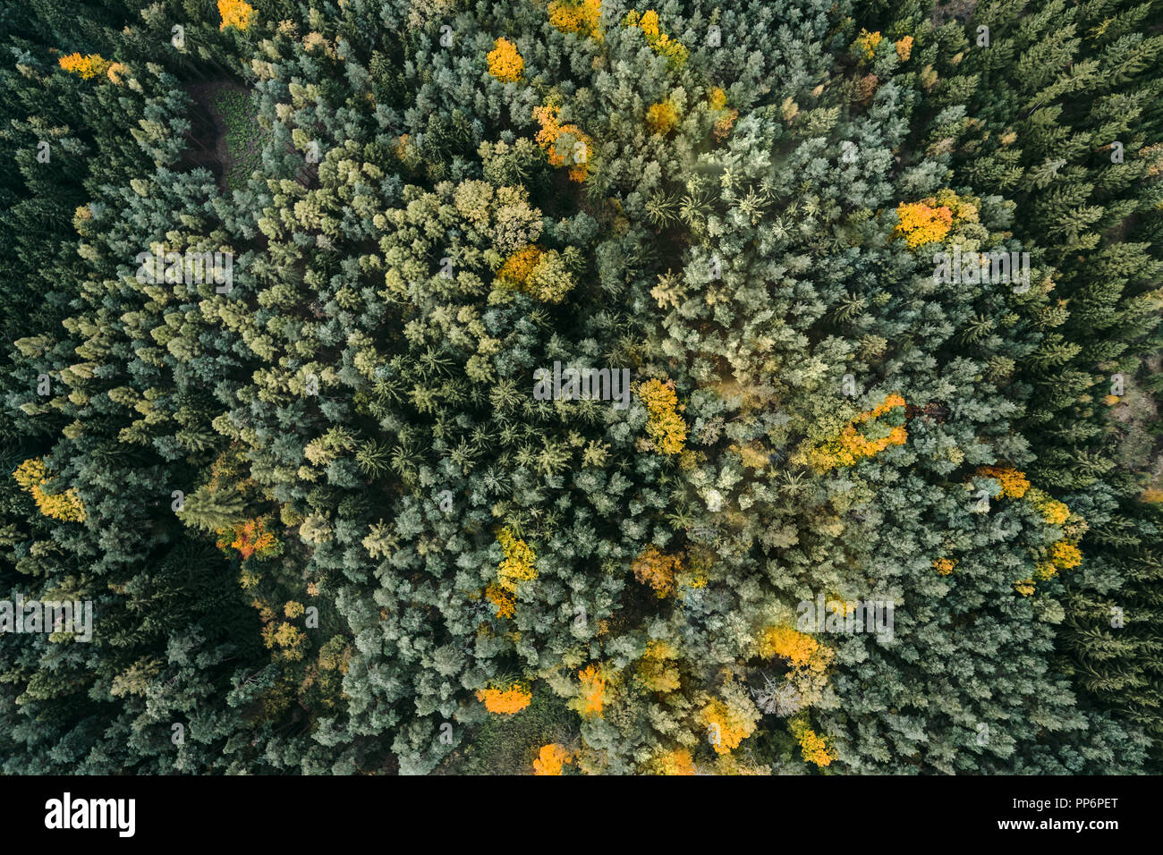 Aerial forest background Stock Photo - Alamy