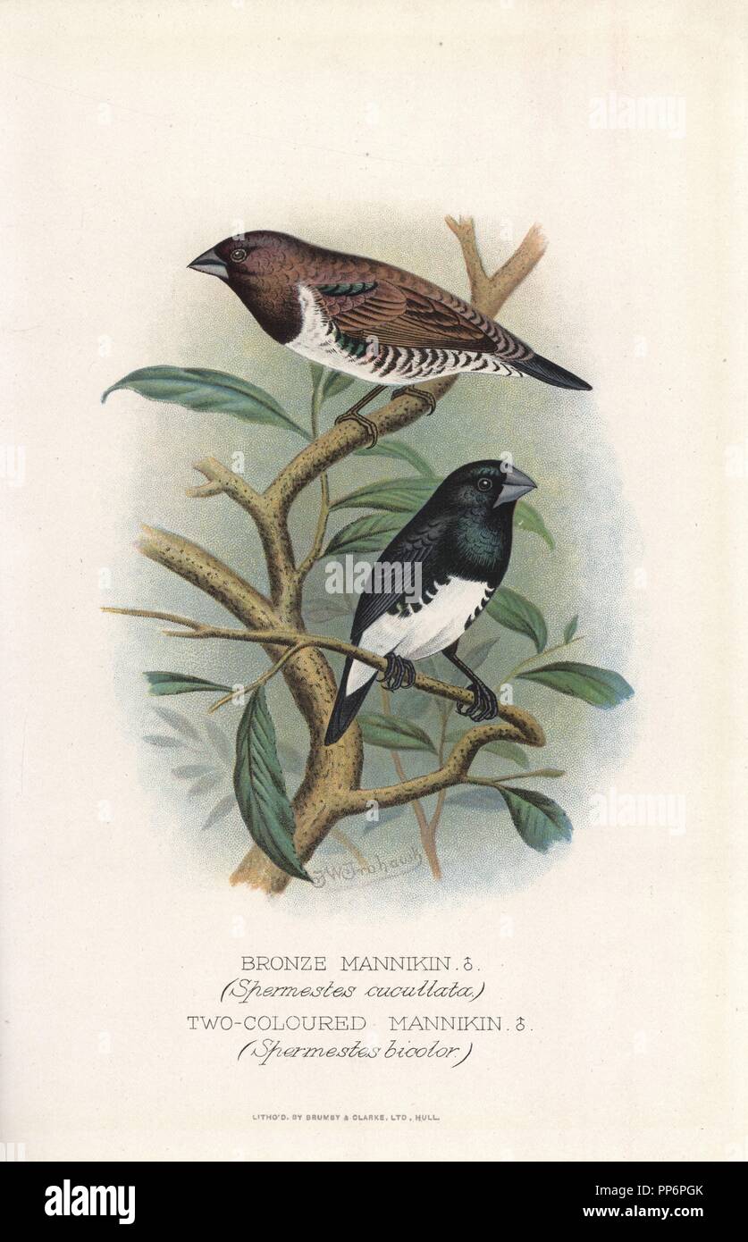 Lonchura bicolor hi-res stock photography and images - Alamy