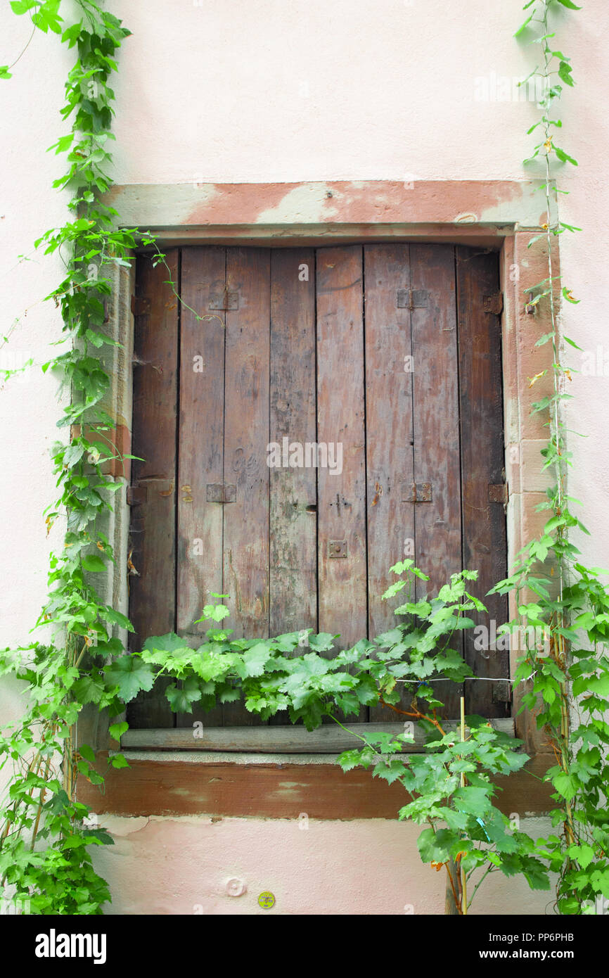 window with creeping green ivy vine Stock Photo - Alamy
