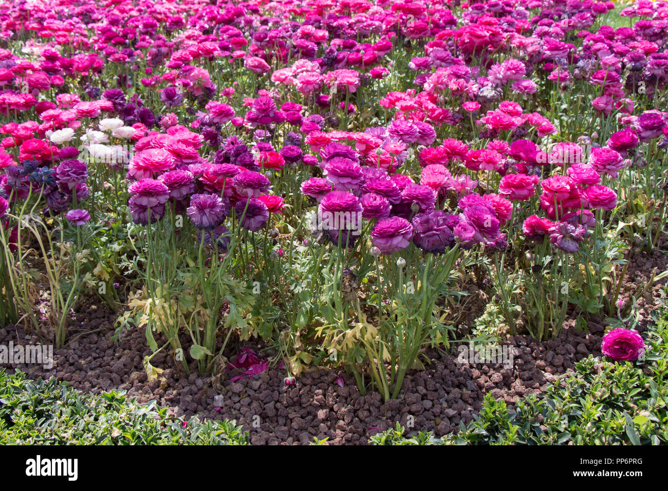 Blooming beautiful colorful fresh natural flowers in view Stock Photo ...
