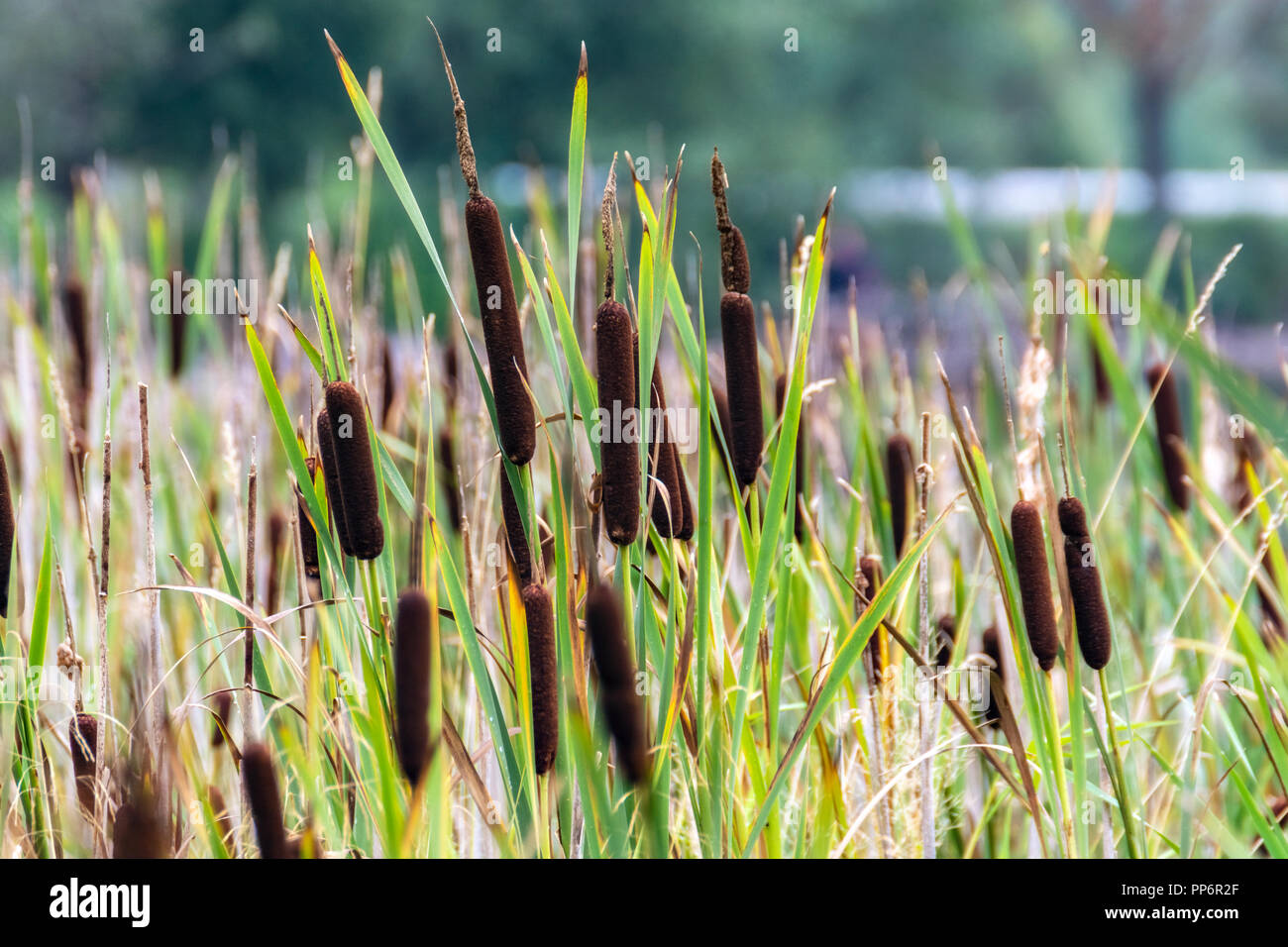 River reeds hi-res stock photography and images - Alamy
