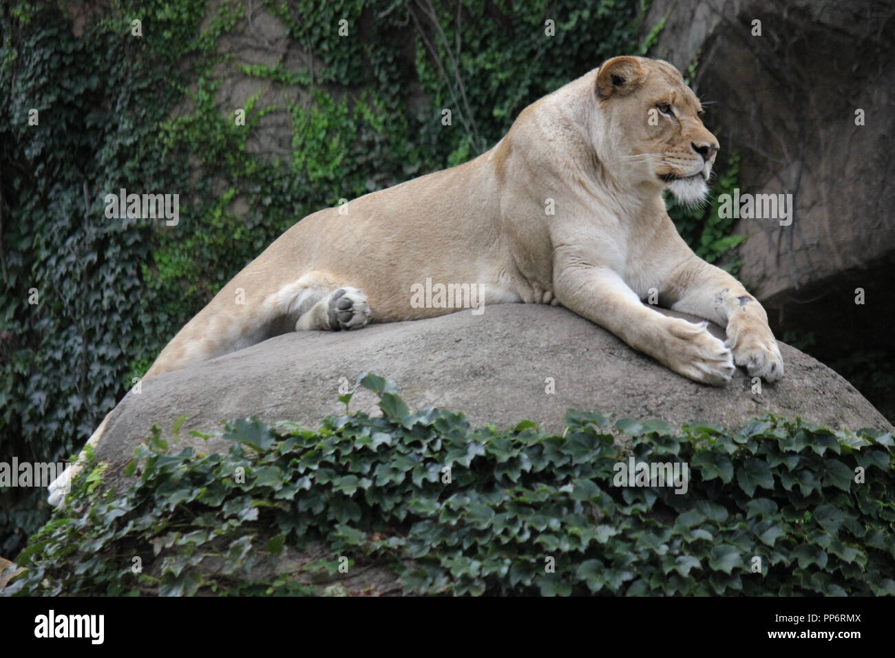 Lioness laying full body hi-res stock photography and images - Alamy