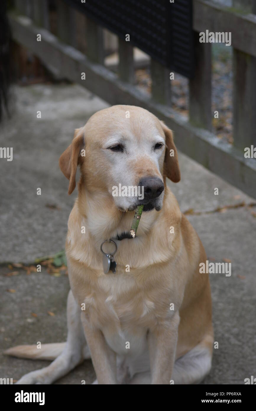 A Dogs good life Stock Photo - Alamy