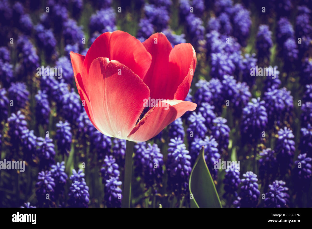 Colorful single tulip flower bloom in the spring garden Stock Photo - Alamy