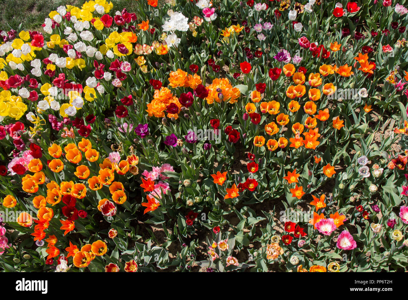 Blooming beautiful colorful fresh natural flowers in view Stock Photo ...