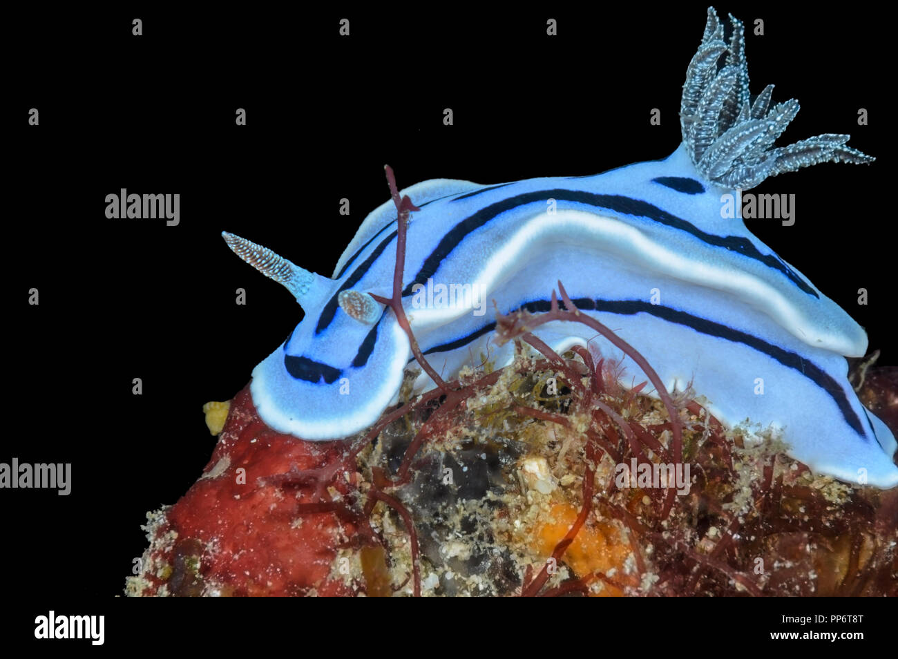 sea slug or nudibranch, Willan's Chromodoris, Chromodoris willani ...