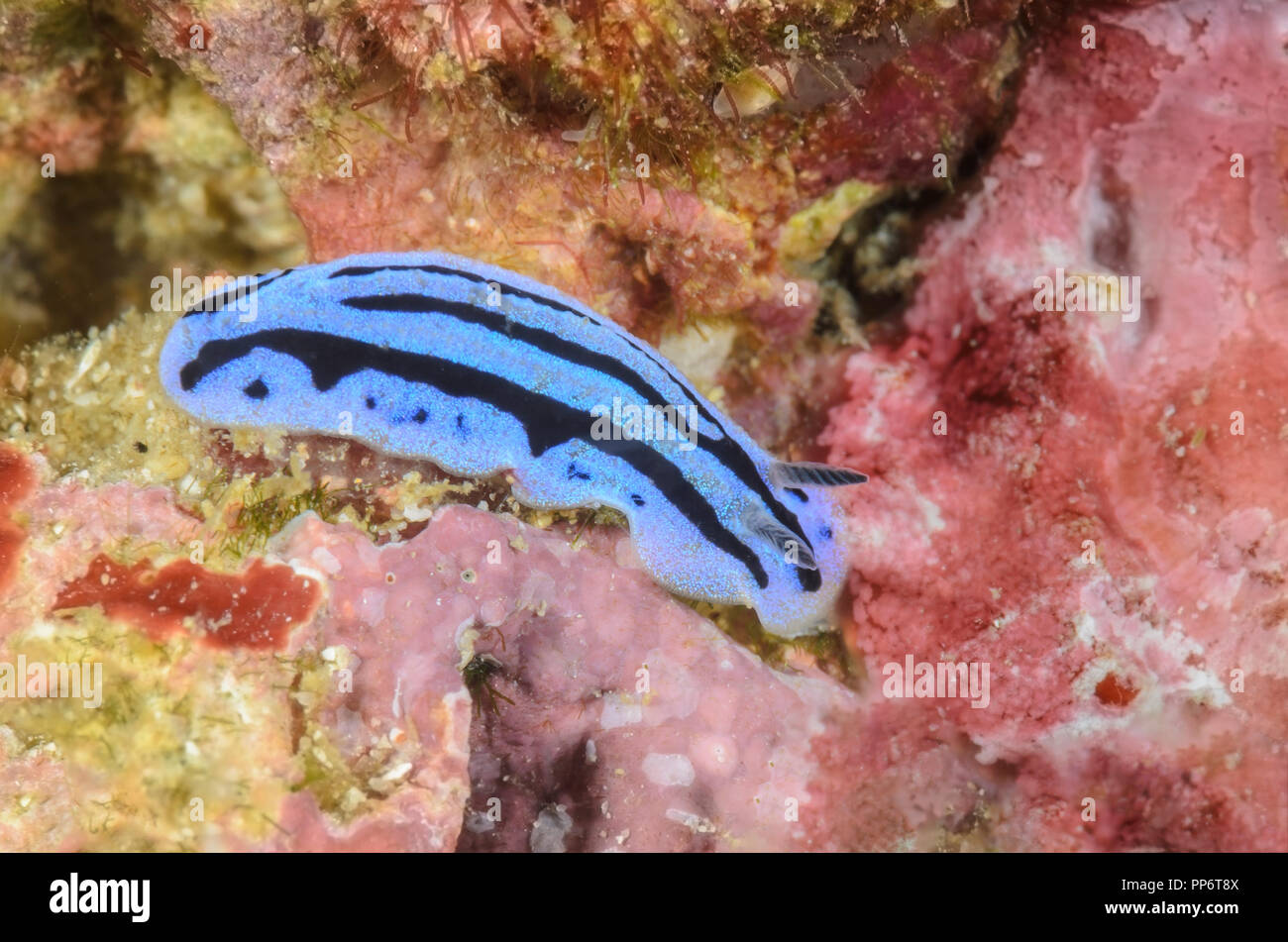 sea slug or nudibranch, Phyllidiopsis annae, Puerto Galera, Oriental ...