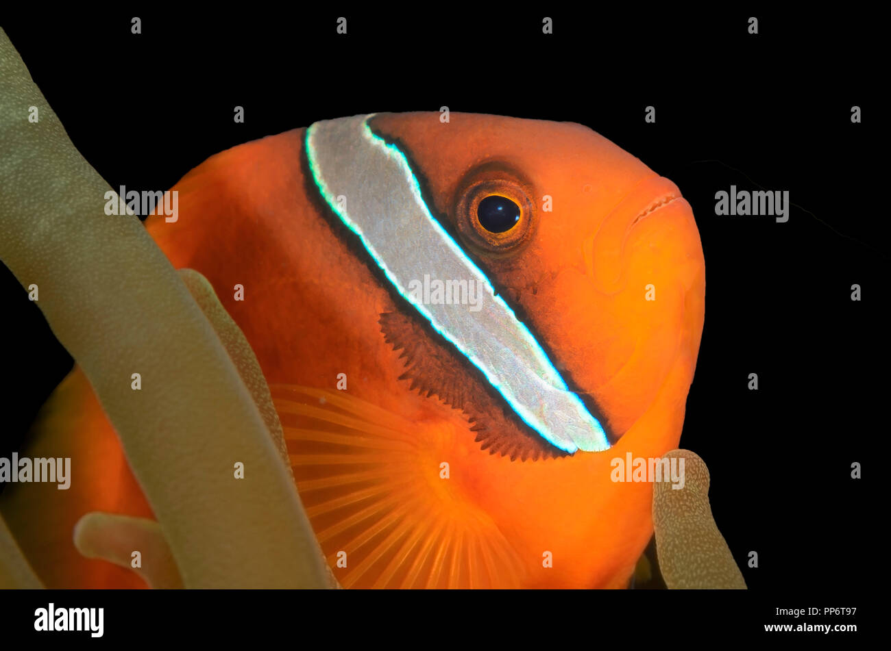 Male Tomato anemonefish, Amphprion frenatus, Puerto Galera, Oriental ...