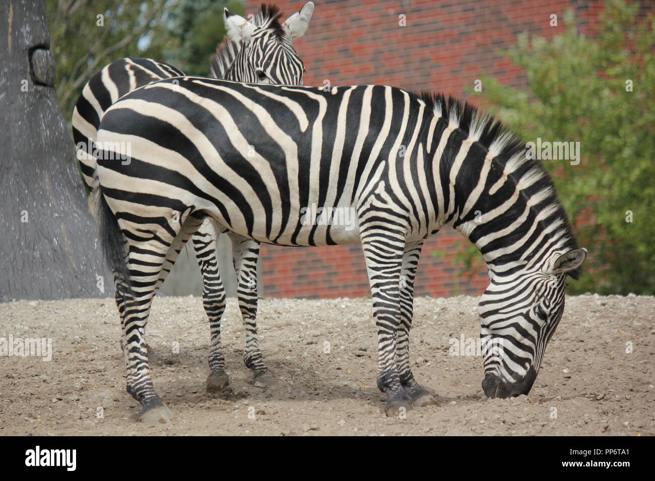 Lincoln Park Zoo's paid of adult zebras romping around their area Stock ...