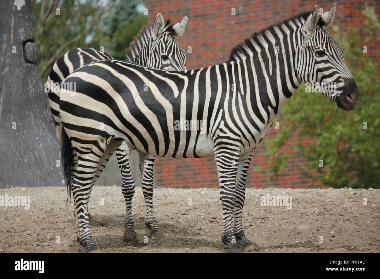 Lincoln Park Zoo's paid of adult zebras romping around their area Stock ...