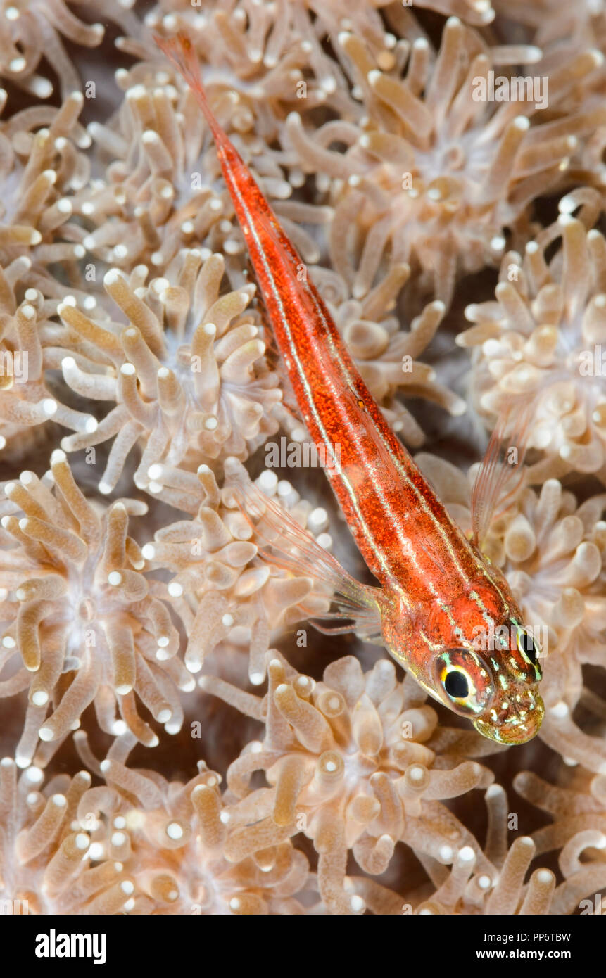 Striped triplefin, Helcogramma striata, Puerto Galera, Oriental Mindoro ...
