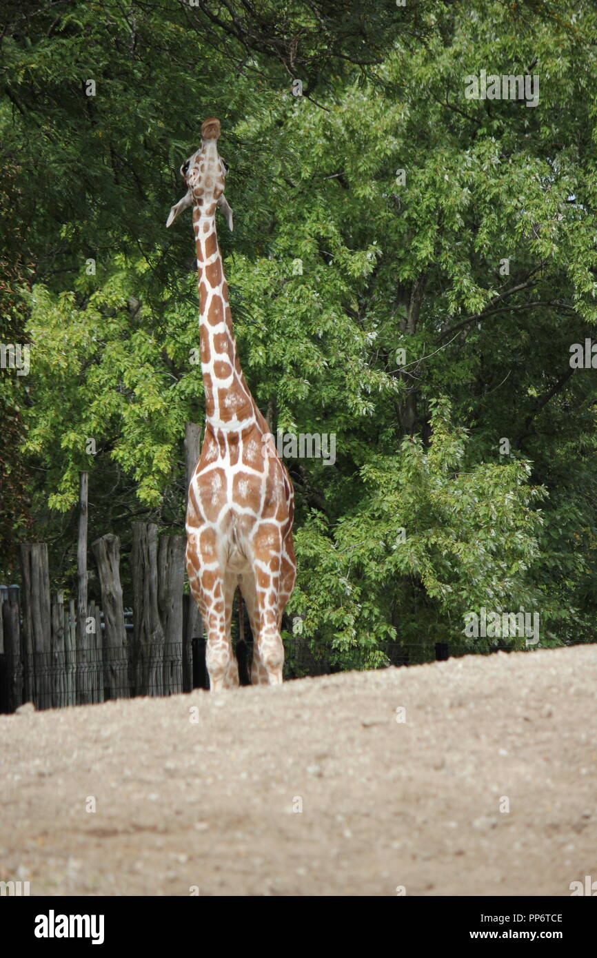 A tall and beautiful giraffe, Giraffa Camelopardalis, standing around ...
