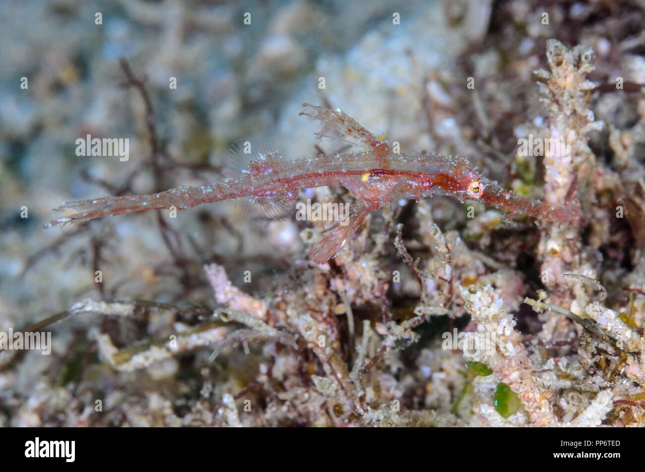 juvenile Robust Ghost Pipefish, Solenostomus cyanopterus,Puerto Galera ...
