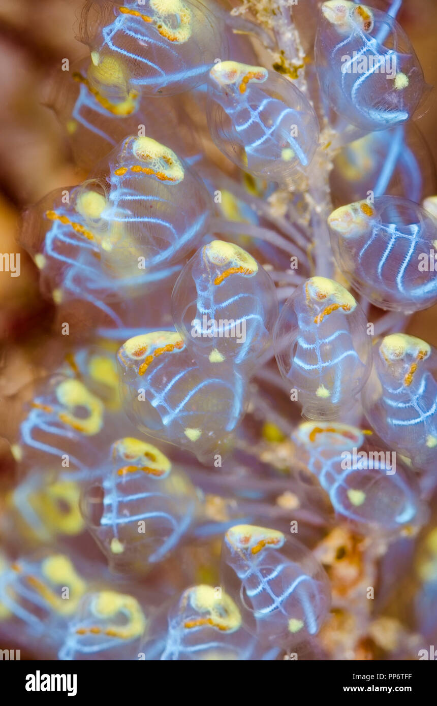 Perophora namei hi-res stock photography and images - Alamy