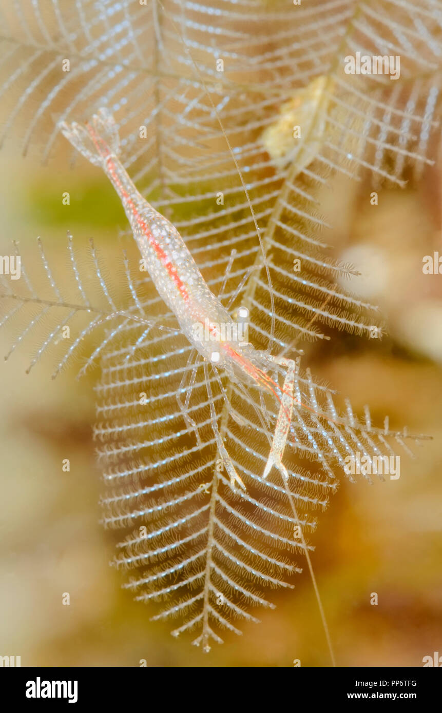 Brownstripe hydroid shrimp, Rapipontonia paragalene, Puerto Galera ...