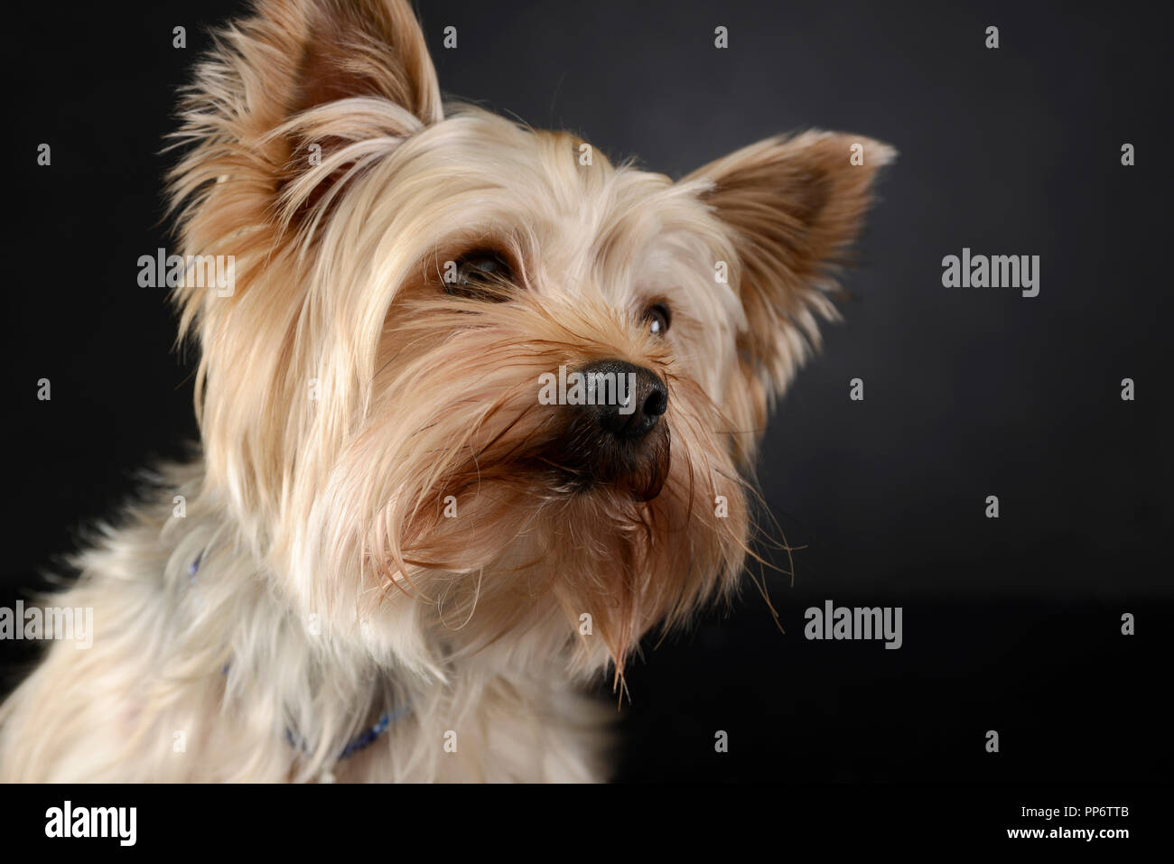 Yorkshire Terrier looking out of the picture in dark studio Stock Photo ...