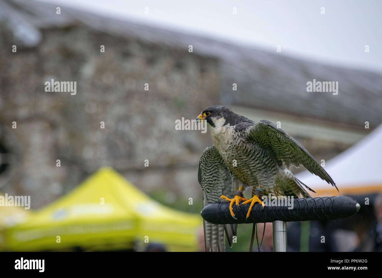 Peregrine house hi-res stock photography and images - Alamy