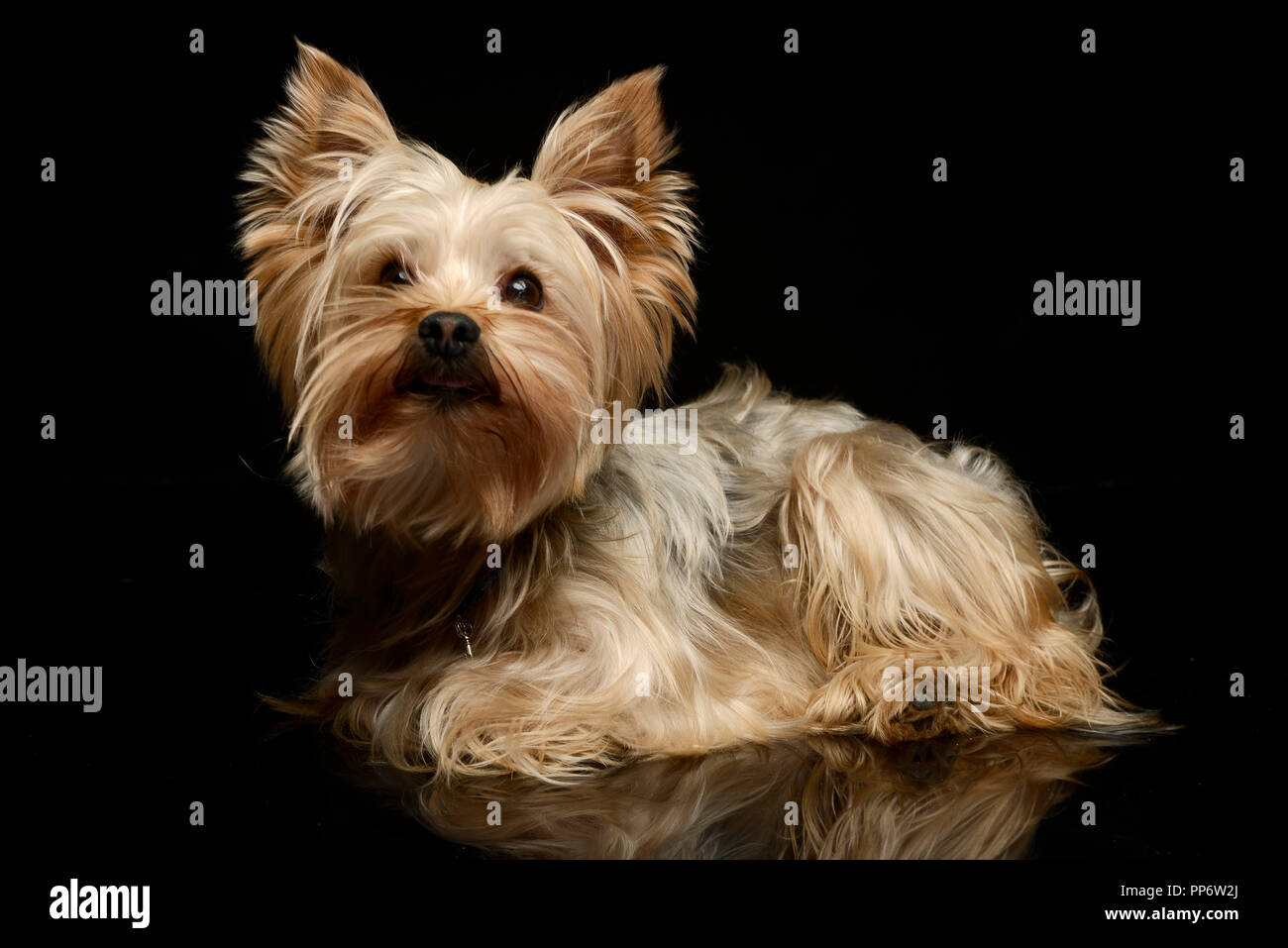 Yorkshire Terrier looking up in a dark photom studio Stock Photo - Alamy