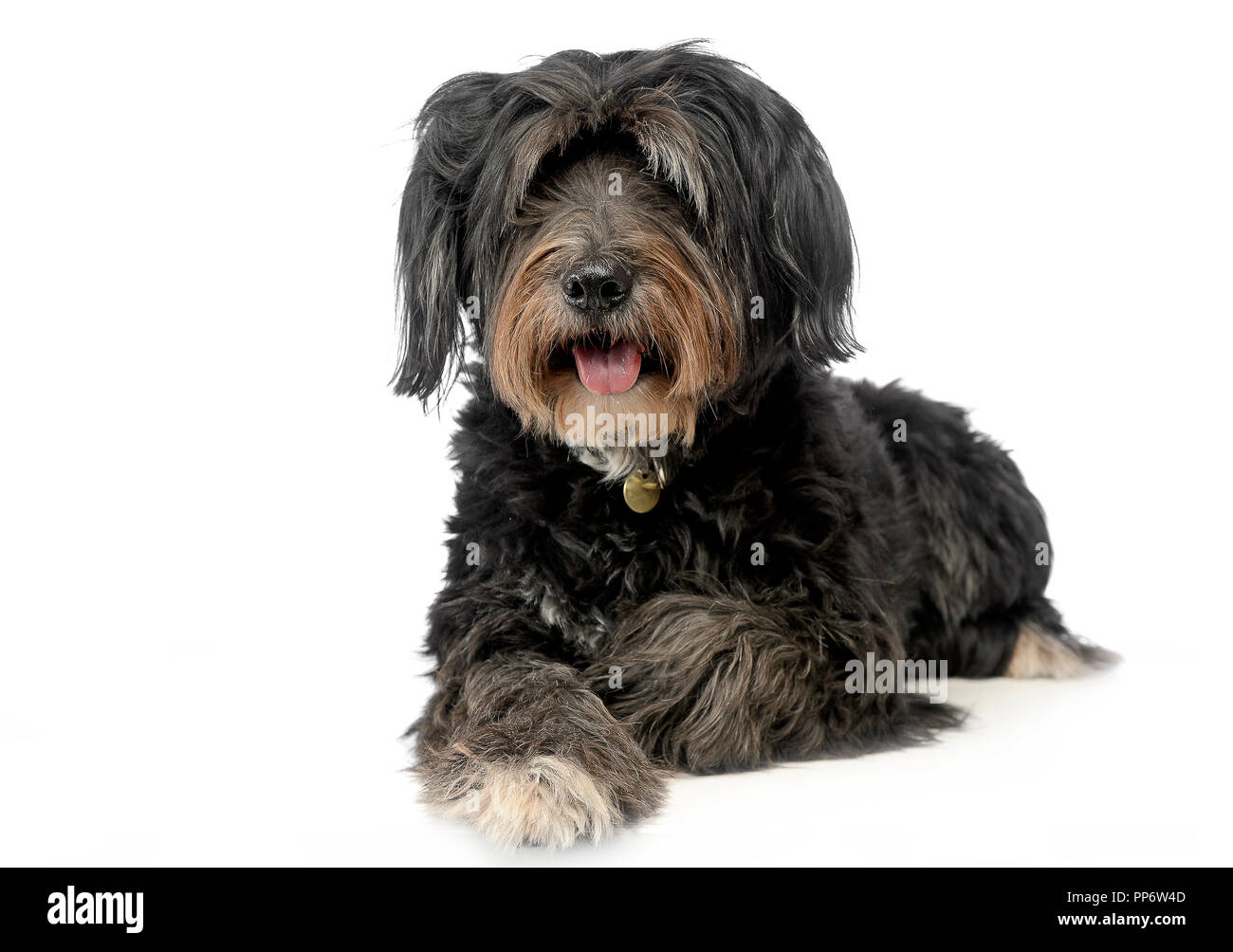 wired hair mutt dog looking into a camera in studio Stock Photo - Alamy