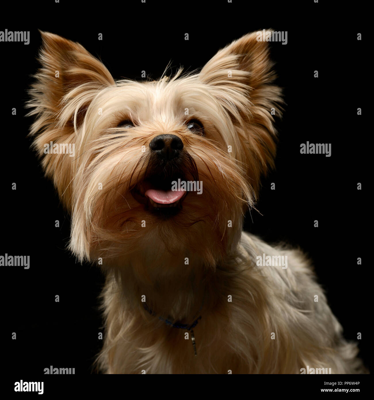 Yorkshire Terrier looking up in a studio Stock Photo - Alamy