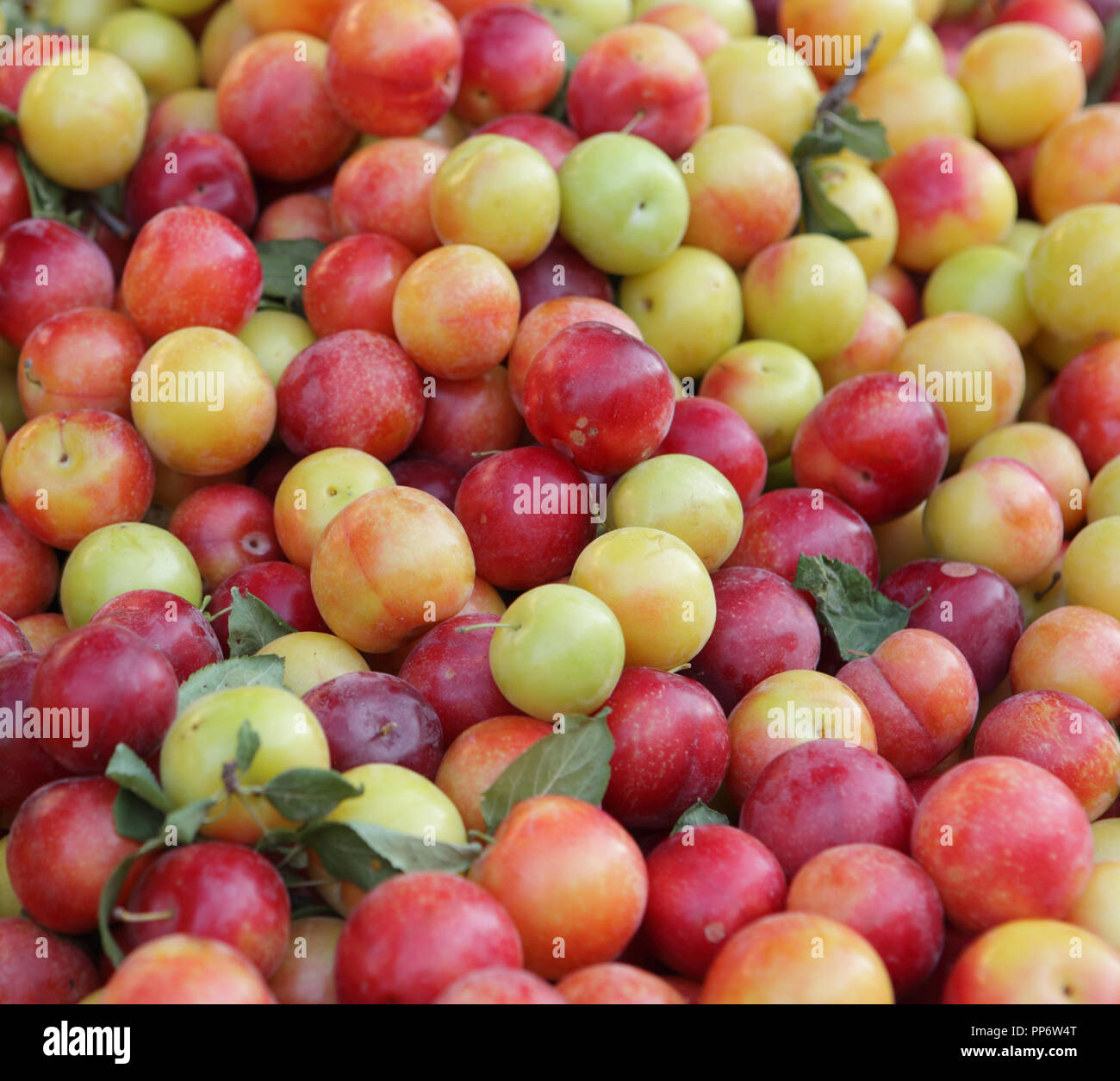 Fresh plums on a market Stock Photo - Alamy