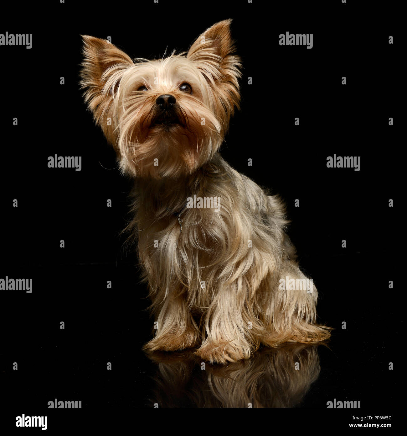 Yorkshire Terrier looking up in a studio Stock Photo - Alamy