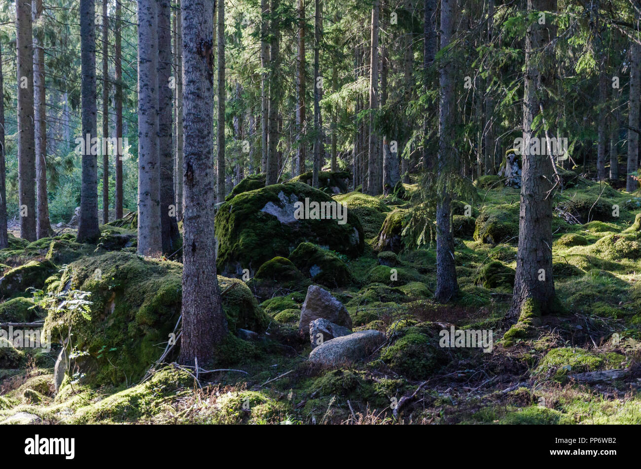 Deep fir hi-res stock photography and images - Alamy