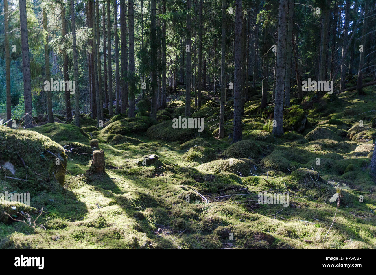 Moss covered spruce forest hi-res stock photography and images - Alamy