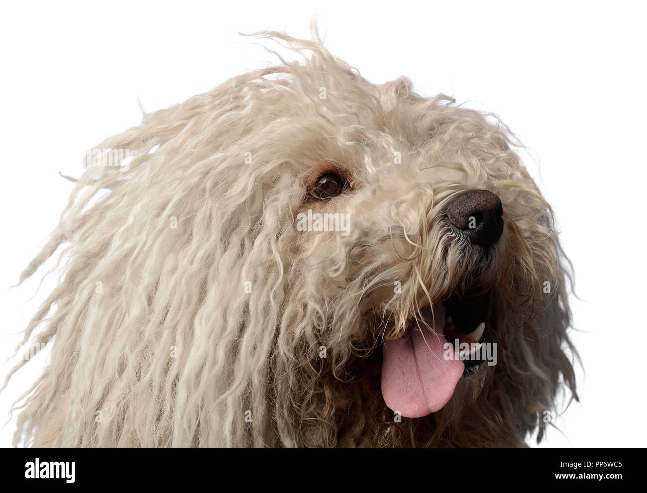 Hungarian puli dog hi-res stock photography and images - Alamy