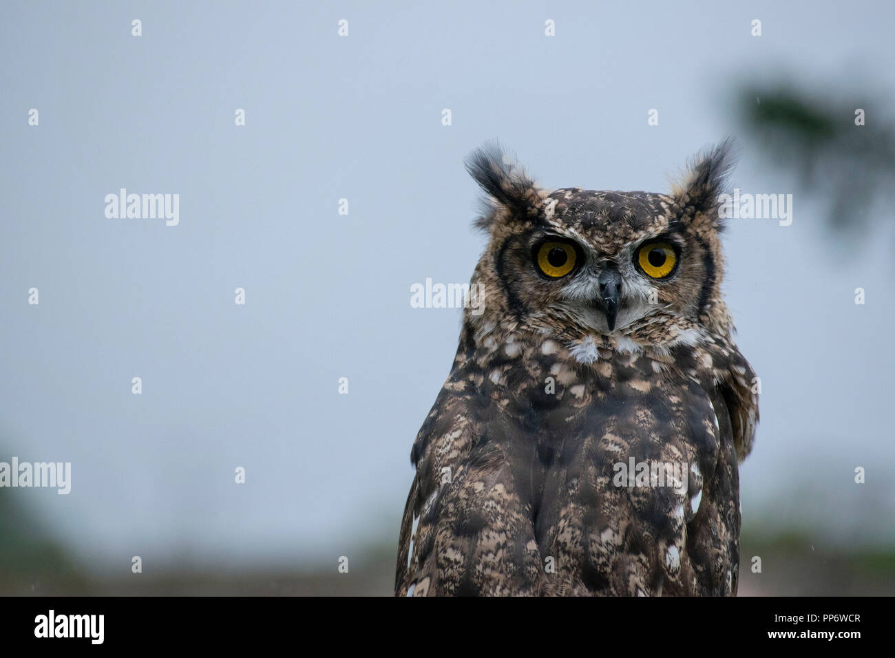African Spotted Eagle Owl Stock Photo - Alamy
