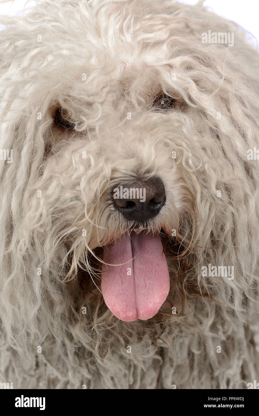 close-up puli portrait in studio Stock Photo - Alamy