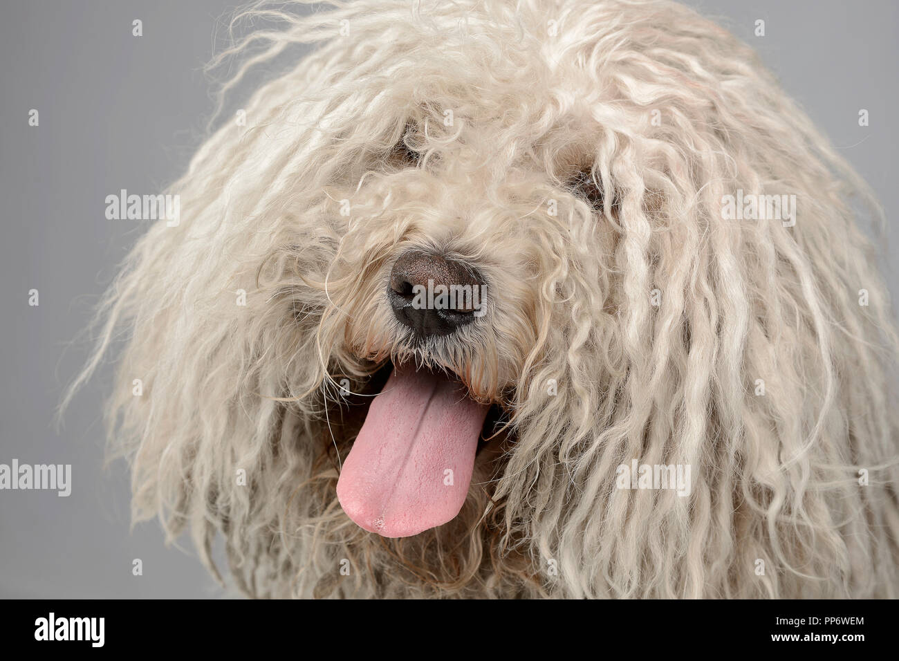 Puli breed hi-res stock photography and images - Alamy