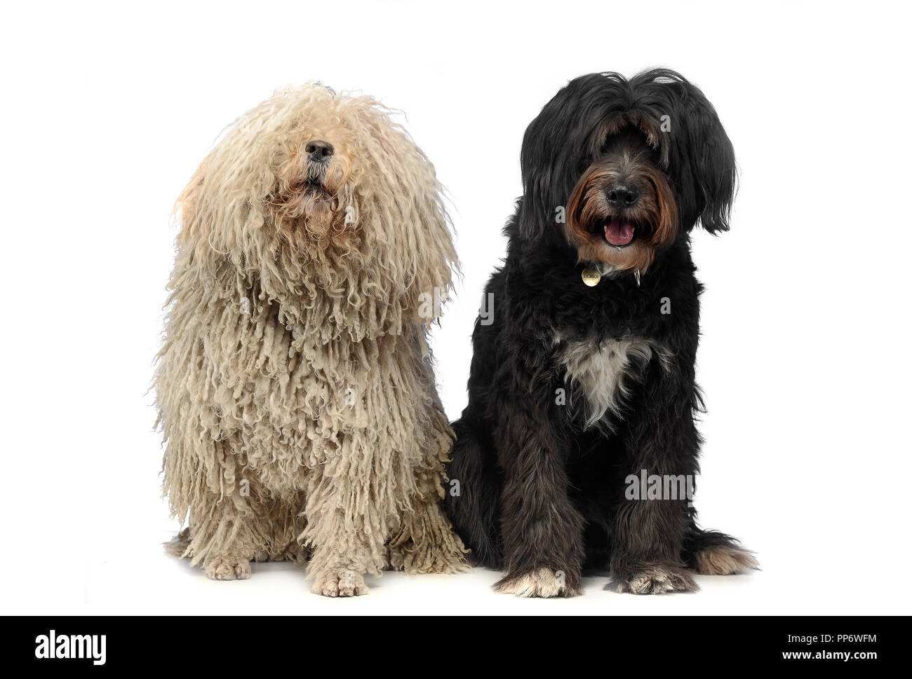 2 happy dogs Stock Photo - Alamy
