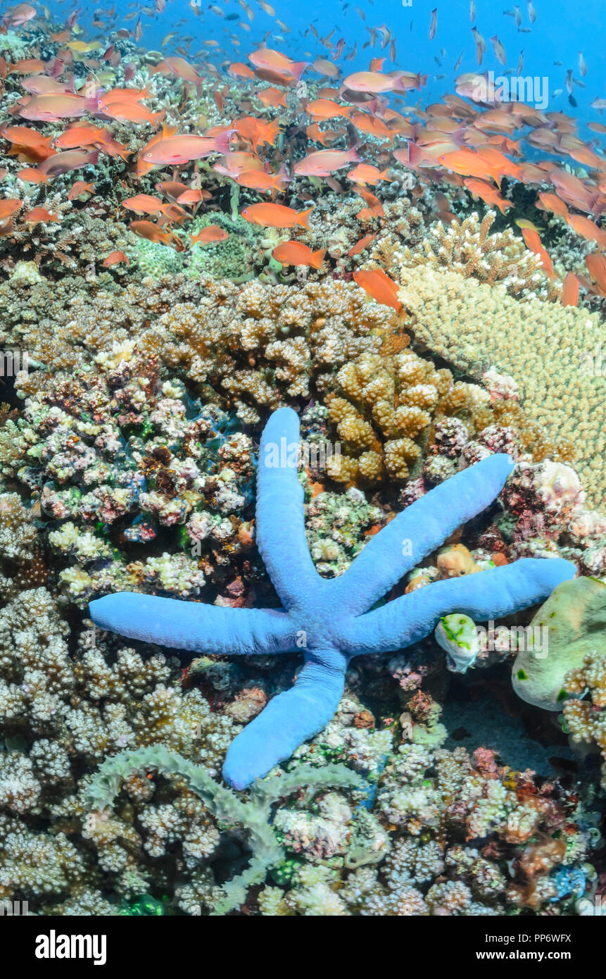 Blue sea star, Linckia laevigata, Verde Island, Batangas, Philippines ...
