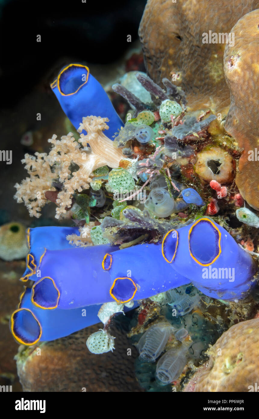 sea squirts or ascidians, Rhopalaea sp., Verde Island, Batangas ...
