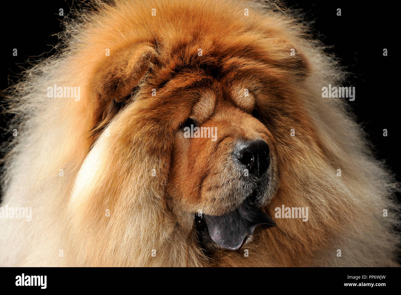 Chow hound hi-res stock photography and images - Alamy