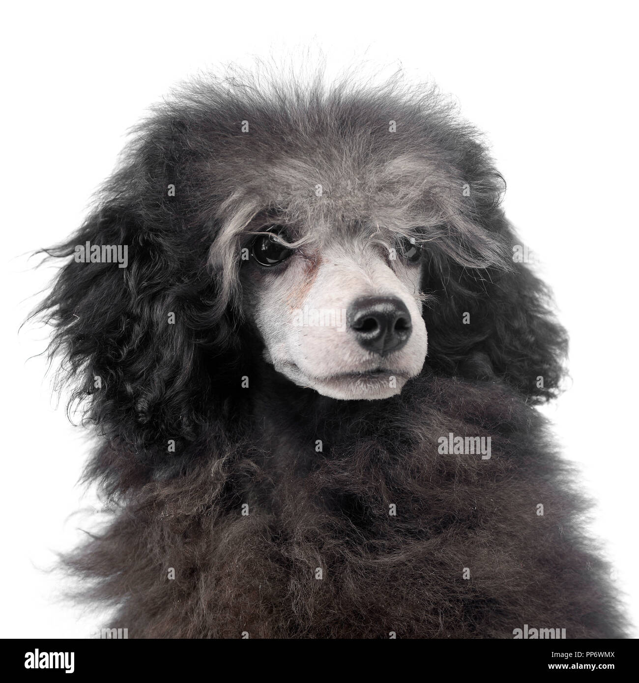Puppy Poodle portrait in a white background studio Stock Photo - Alamy
