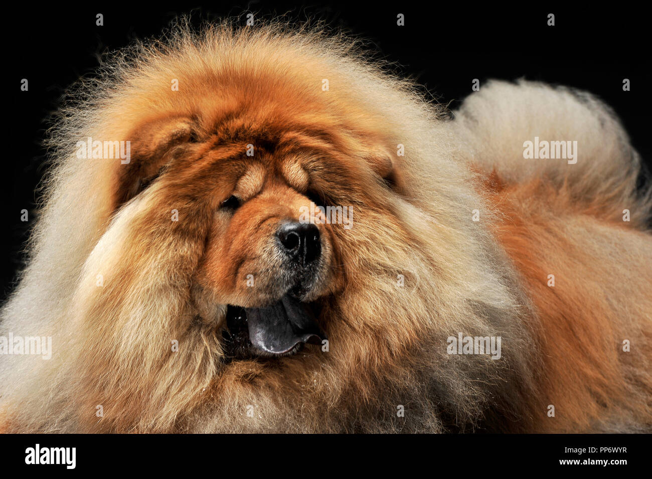 Chow Chow enjoying the dark photo studio Stock Photo - Alamy