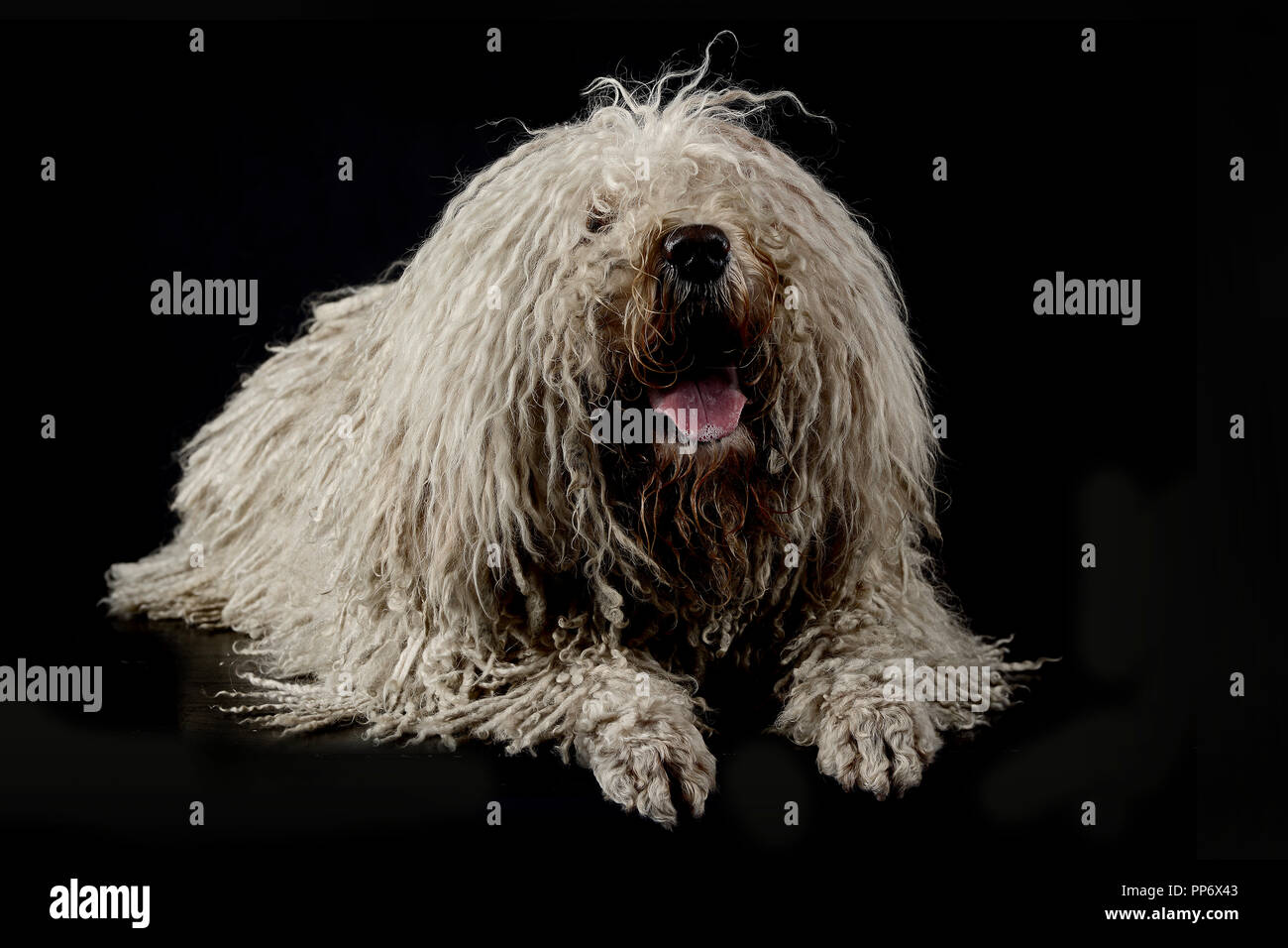 white Puli lying in a dark background Stock Photo - Alamy