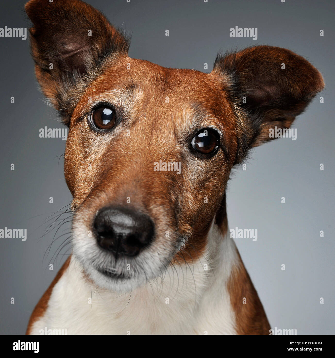Jack Russell Terrier portrait in a grey photo studio Stock Photo - Alamy