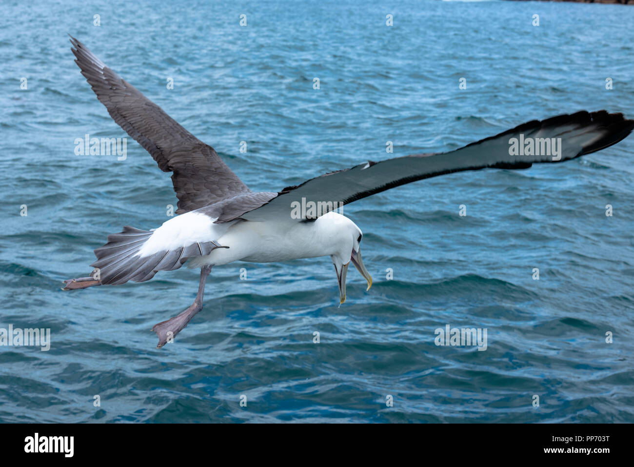 An albatross with wings spread is starting to dive toward the sea in ...